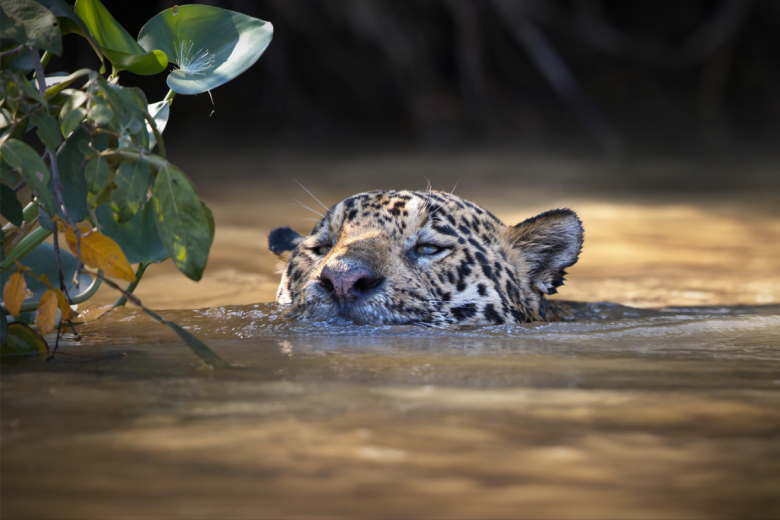 | Tudo sobre a natureza e curiosidades